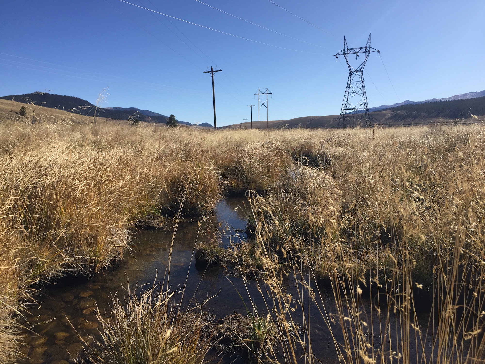 Efforts to relocate an ancient wetland could help determine the fate of ...